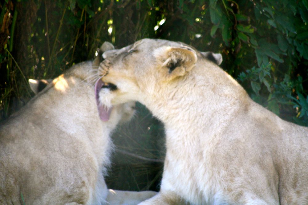 Calin photo et image | animaux, zoo et animaux en captivité, animaux en ...