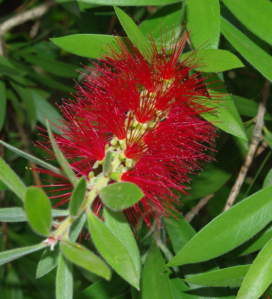 Calistemo Imagen & Foto | plantas, flores, naturaleza Fotos de ...