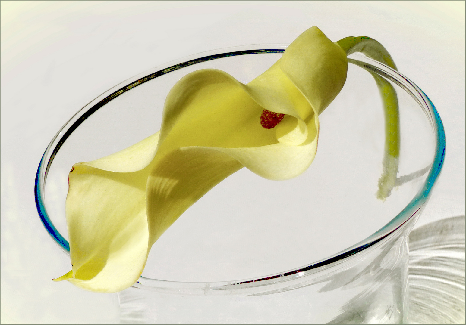 Calla Foto & Bild | blumen , nature, macro Bilder auf fotocommunity