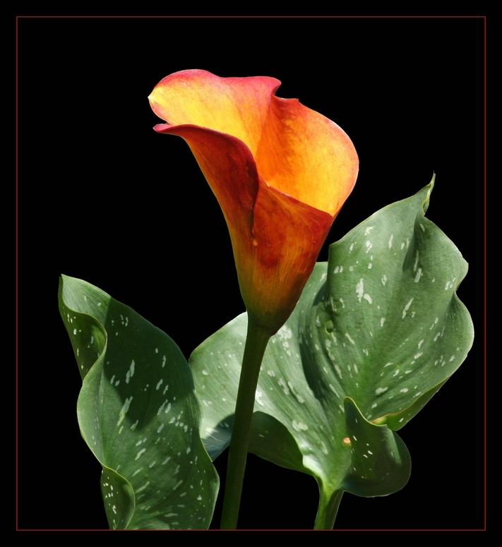 Calla Foto & Bild | pflanzen, pilze & flechten, blüten- & kleinpflanzen ...