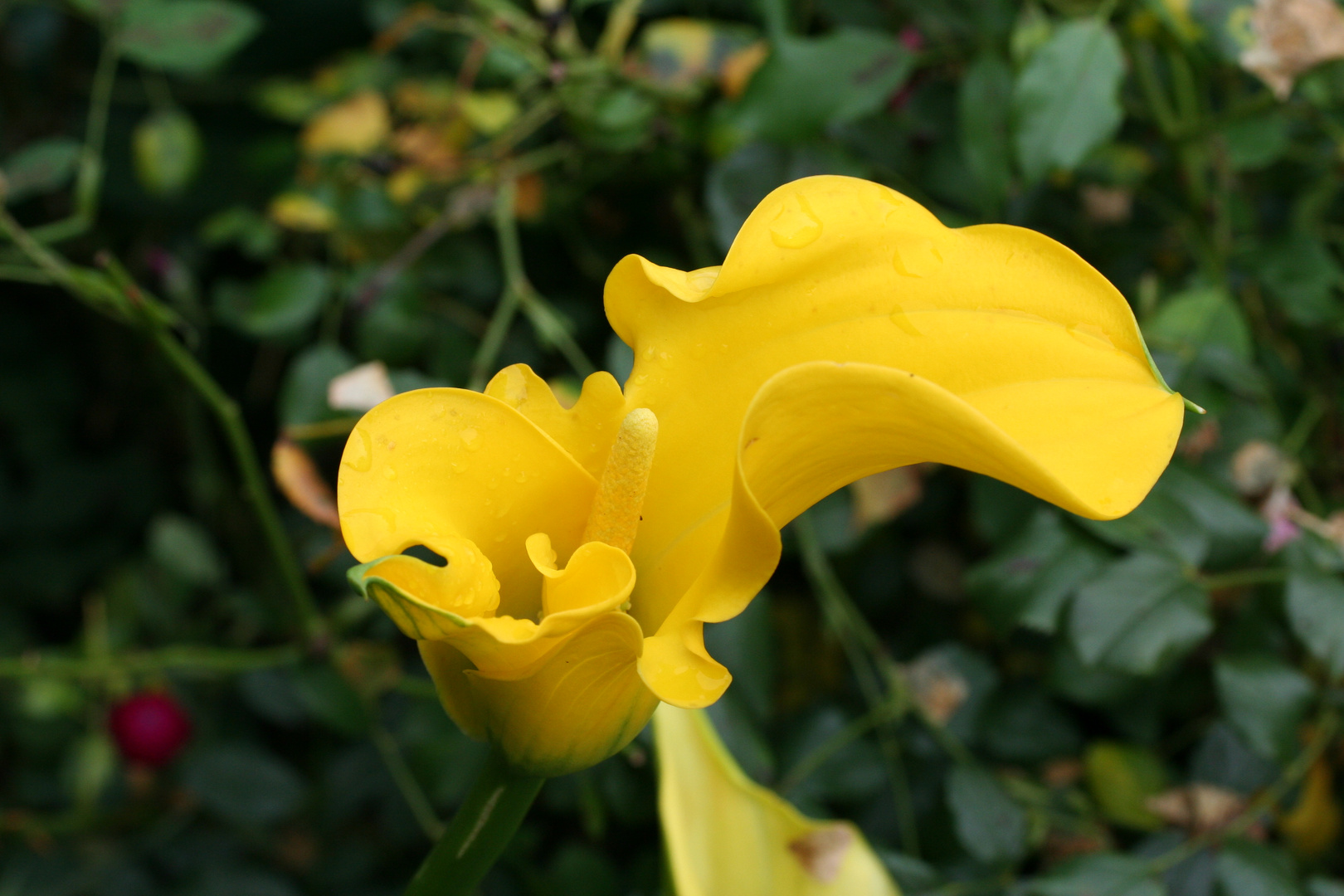 Calla Foto & Bild | projekte, mittwochsblümchen, thementage Bilder auf ...