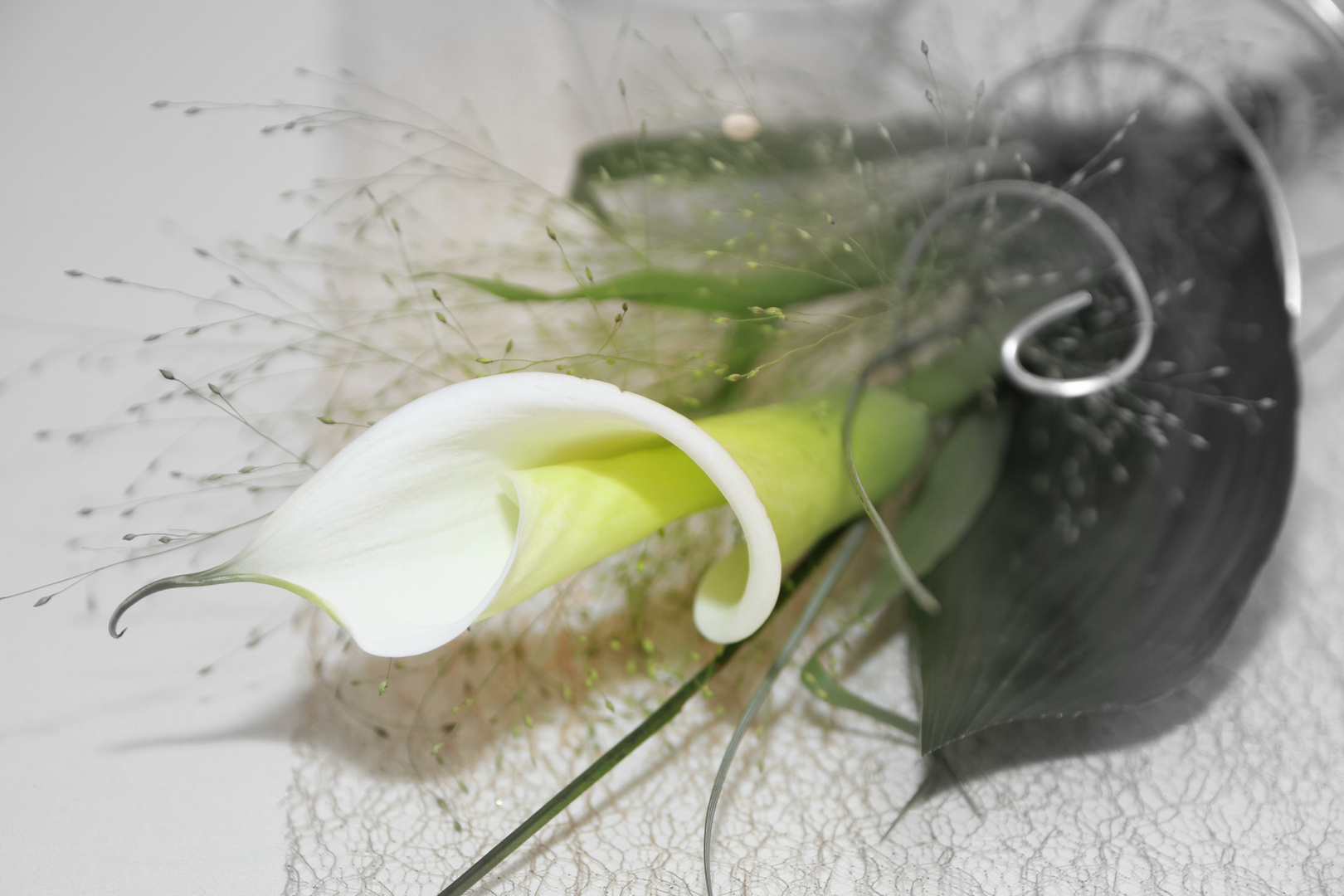 Calla Foto & Bild | pflanzen, pilze & flechten, blüten- & kleinpflanzen ...