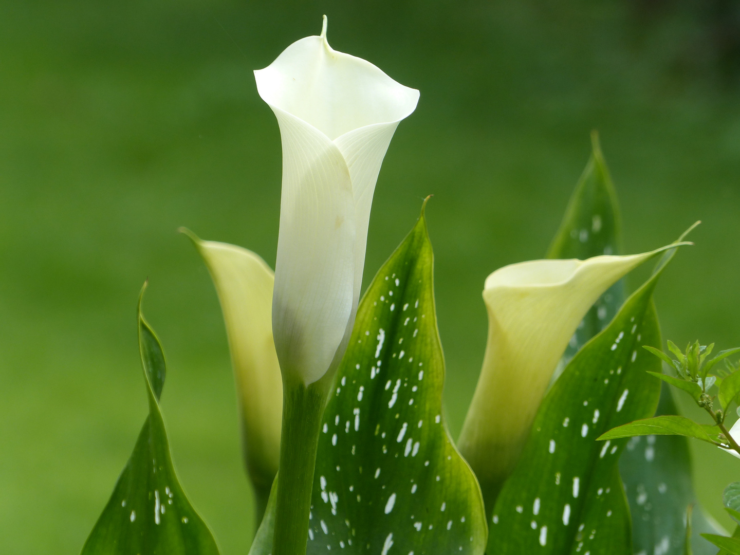 CALLA Foto & Bild | pflanzen, pilze & flechten, blüten- & kleinpflanzen ...