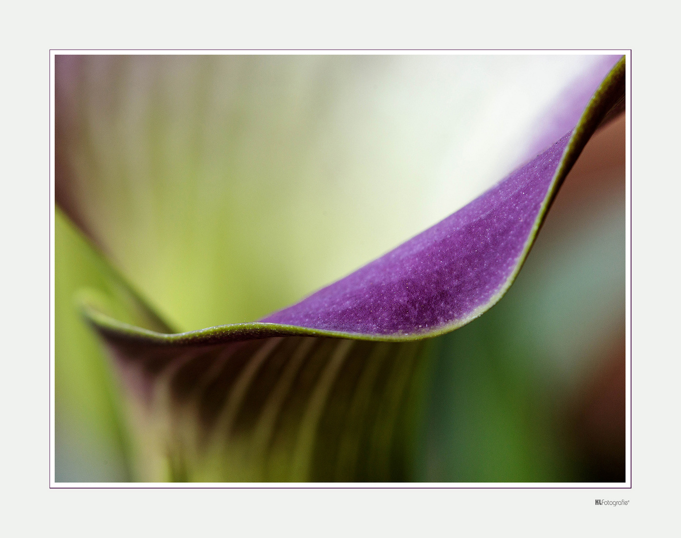 Calla 3 Foto & Bild | fotos, makro, natur Bilder auf fotocommunity