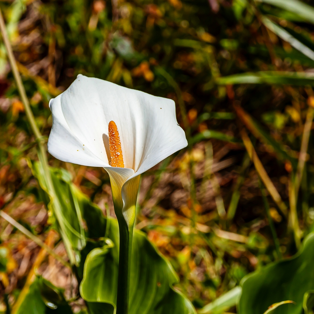 Calla Foto & Bild | urlaub, outdoor, april Bilder auf fotocommunity