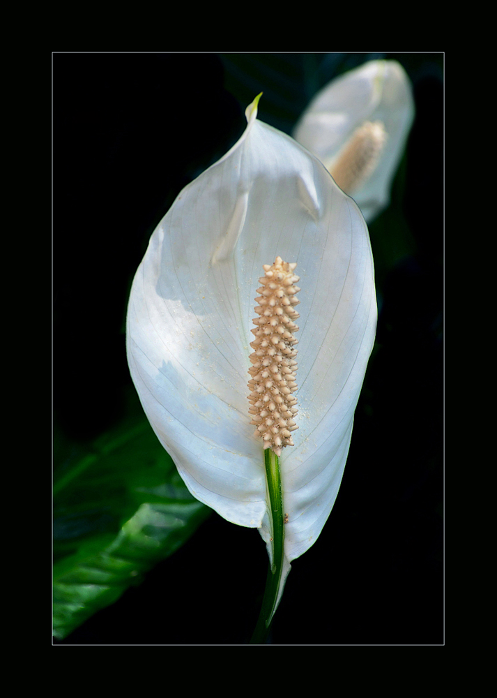 Calla Foto & Bild | pflanzen, pilze & flechten, blüten- & kleinpflanzen ...
