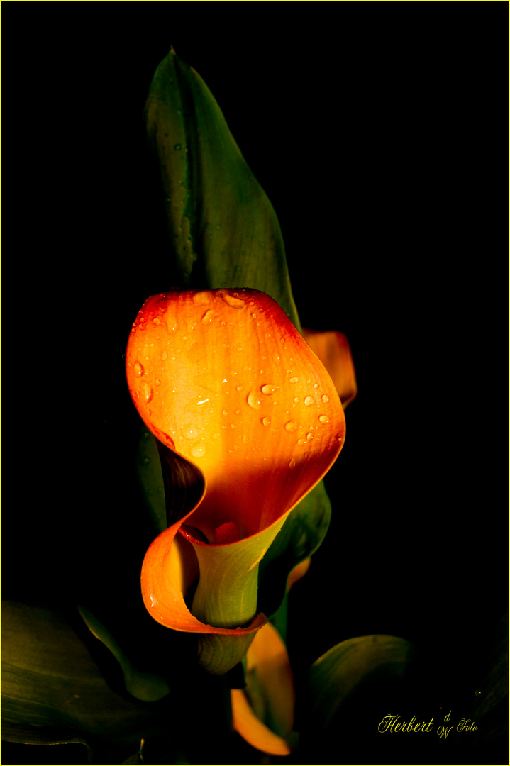 Calla Foto & Bild | natur, pflanzen, blüten Bilder auf fotocommunity