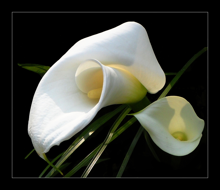 ***Calla*** Foto & Bild | pflanzen, pilze & flechten, blüten ...
