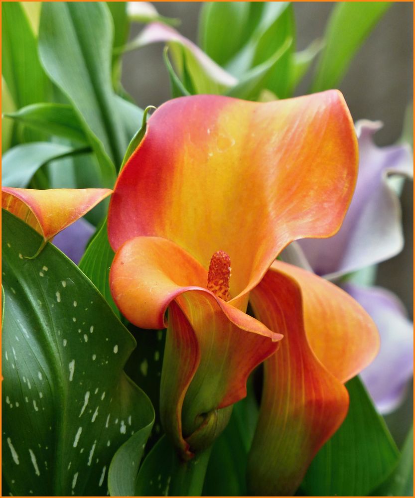 CALLA Foto & Bild | pflanzen, pilze & flechten, blüten- & kleinpflanzen ...