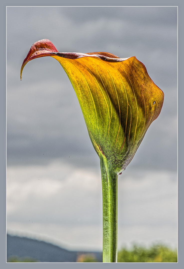Calla Foto & Bild | natur, blüte, motive Bilder auf fotocommunity