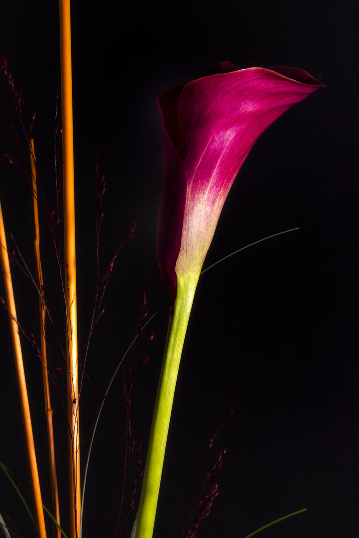 Calla Foto & Bild | pflanzen, pilze & flechten, blüten- & kleinpflanzen ...