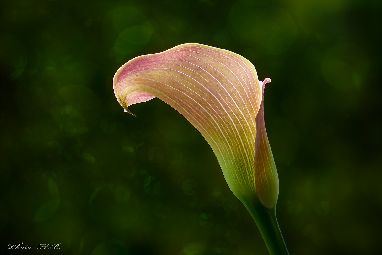 CALLA Foto & Bild | spezial, natur, pflanzen Bilder auf fotocommunity