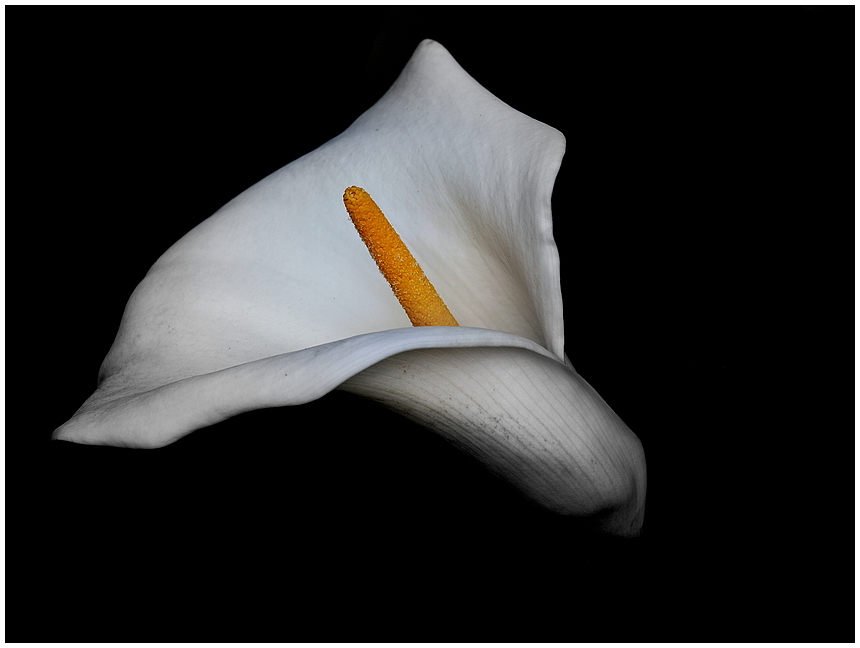 Calla Foto & Bild | pflanzen, pilze & flechten, blüten- & kleinpflanzen ...