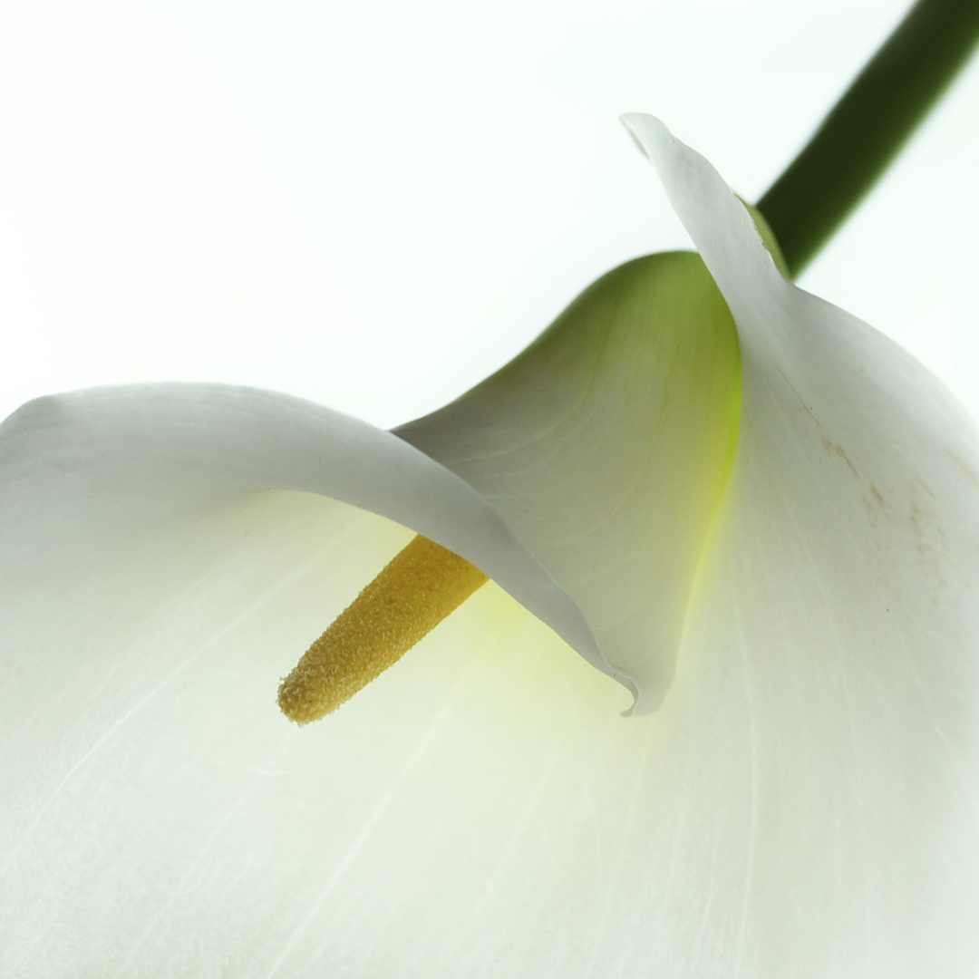 Calla I Foto & Bild | spezial, natur, blume Bilder auf fotocommunity