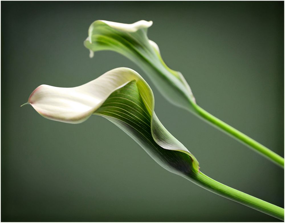 Calla III Foto & Bild | spezial, natur, blumen Bilder auf fotocommunity
