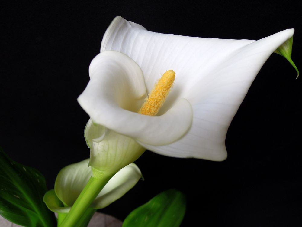 Calla Il fiore che rappresente l'elleganza Foto % Immagini| piante ...
