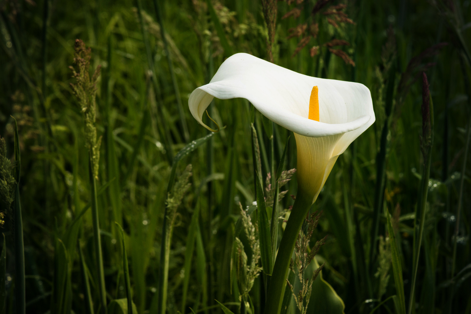Calla in freier Natur Foto & Bild | australia & oceania, new zealand ...