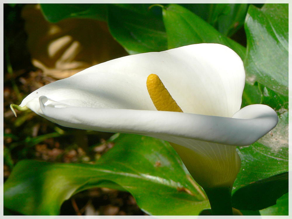 Calla in Portugal Foto & Bild | pflanzen, pilze & flechten, blüten ...