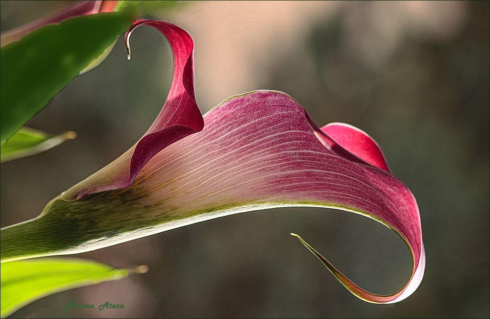 Calla roja. Foto & Bild | macro , fotos, natur Bilder auf fotocommunity