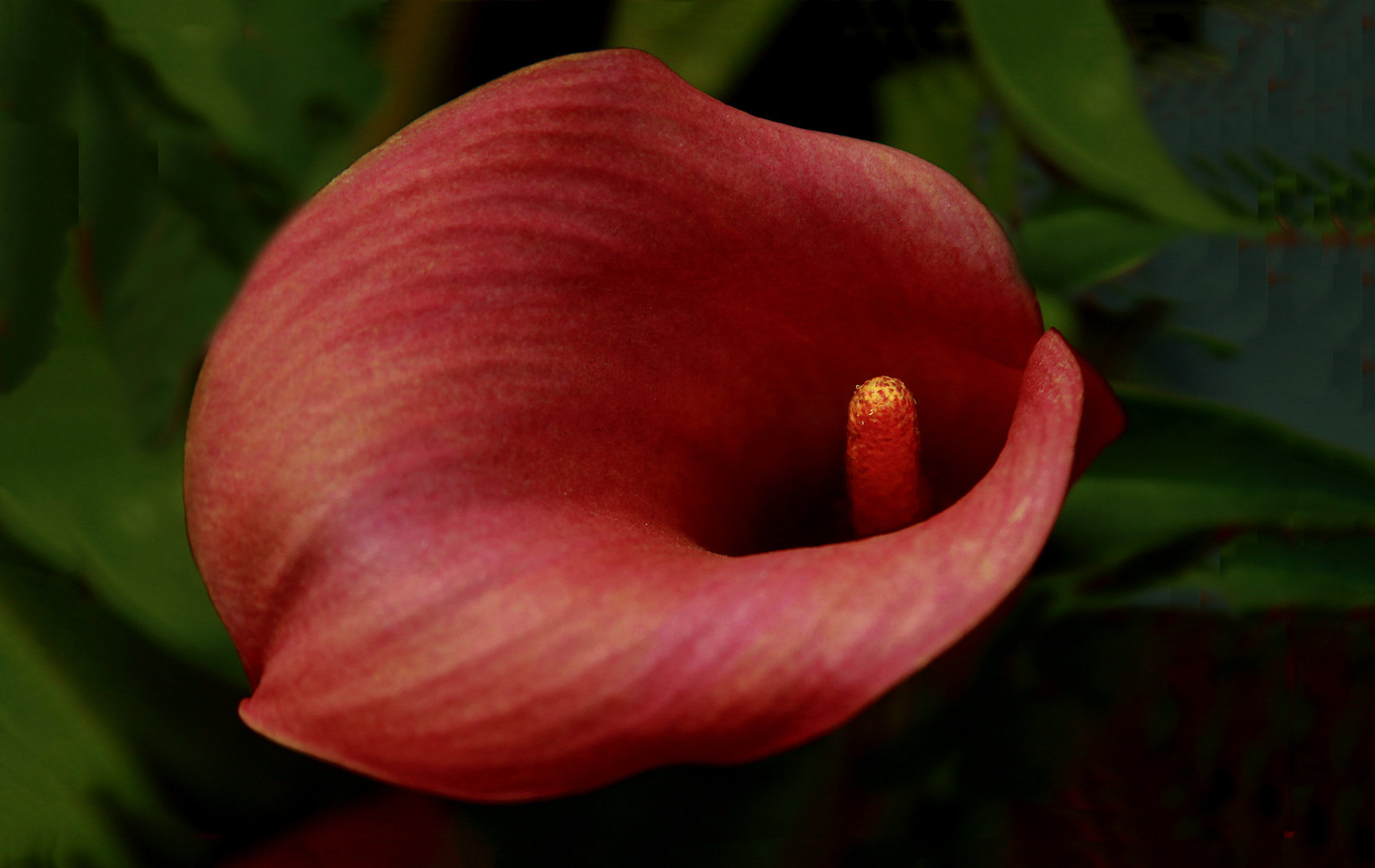 Calla roja Foto & Bild | macro , spezial, natur Bilder auf fotocommunity