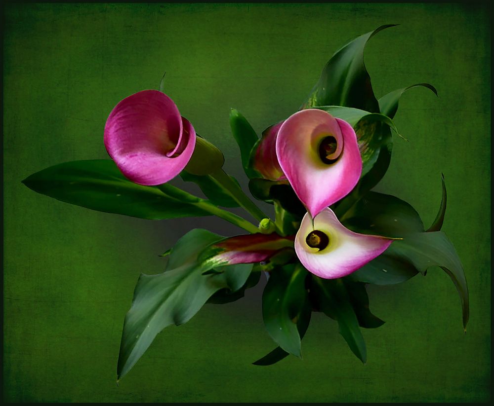 Calla VIII Foto & Bild | spezial, natur, pflanzen Bilder auf fotocommunity
