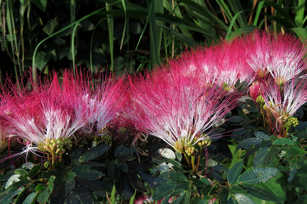 Calliandra angustifolia Imagen & Foto | plantas, flores, naturaleza ...