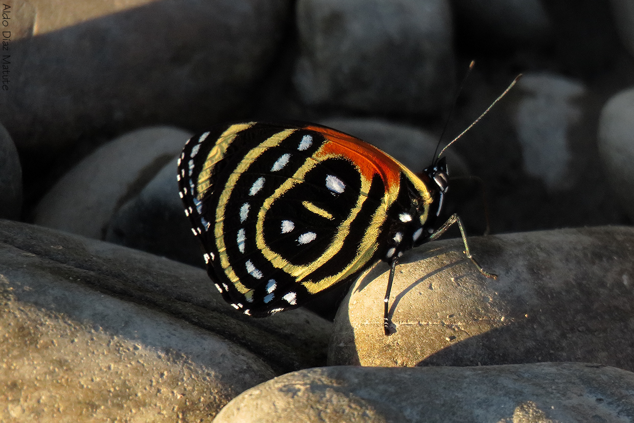 Callicore cynosura Imagen & Foto | animales, invertebrados ...