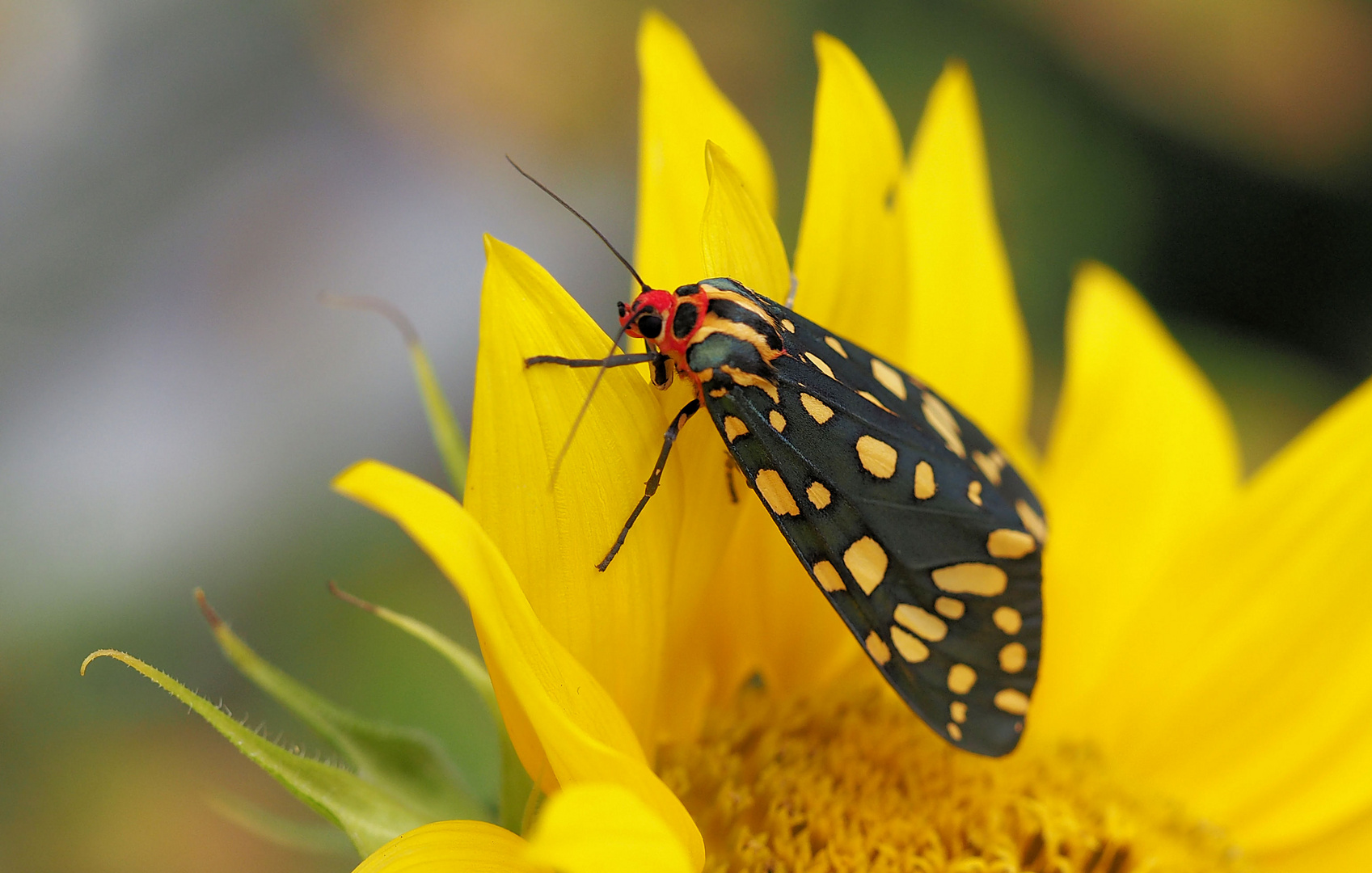 Callindra principalis Foto & Bild | fotos, natur, schmetterling Bilder ...