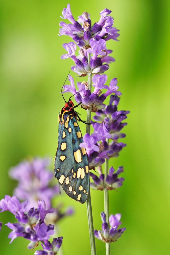 Callindra principalis.... Foto & Bild | tiere, zoo, wildpark ...
