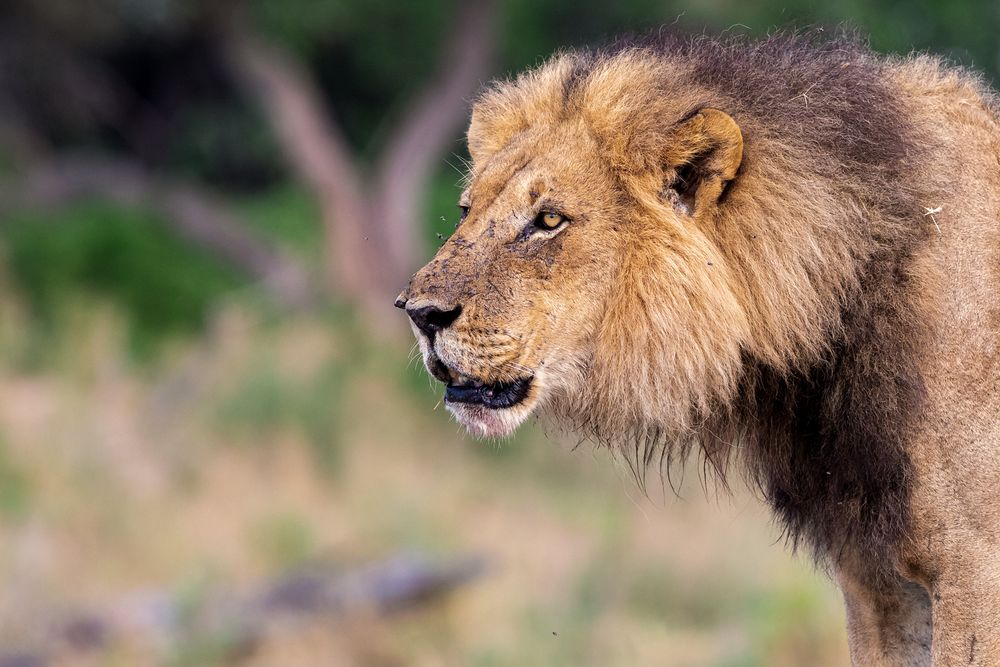 Calling all lions Foto & Bild | africa, southern africa, tiere Bilder ...