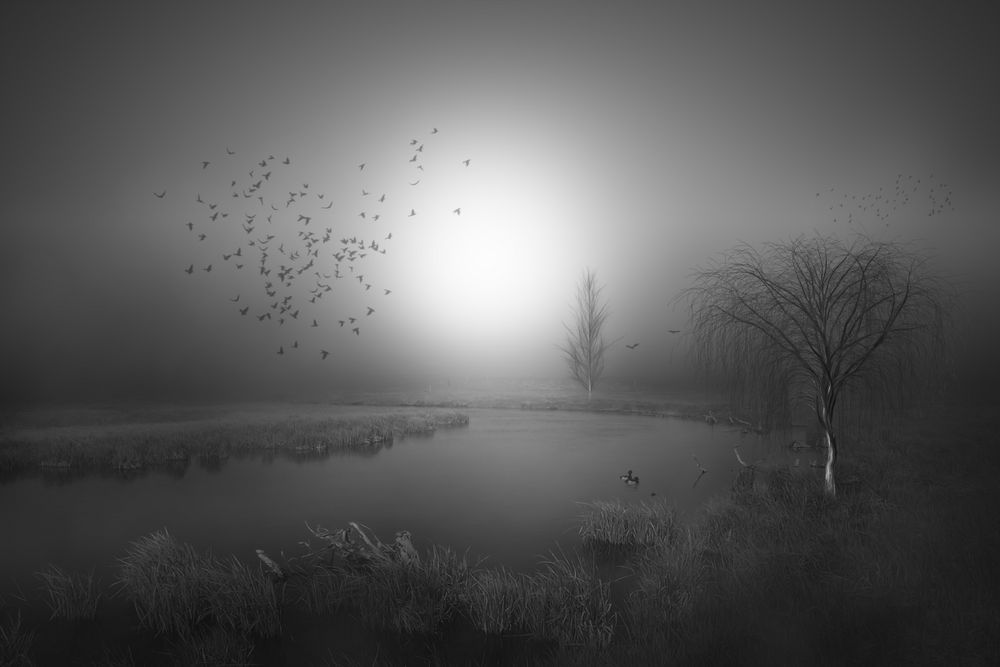 calme Foto & Bild | composing, digiart, oiseaux Bilder auf fotocommunity