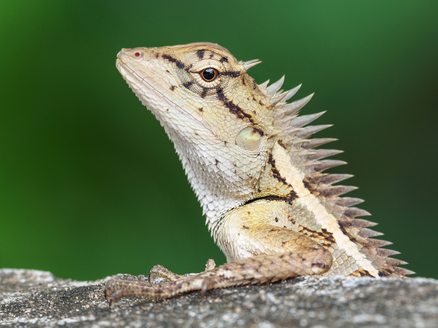 Calotes emma Foto & Bild | asia, thailand, tiere Bilder auf fotocommunity