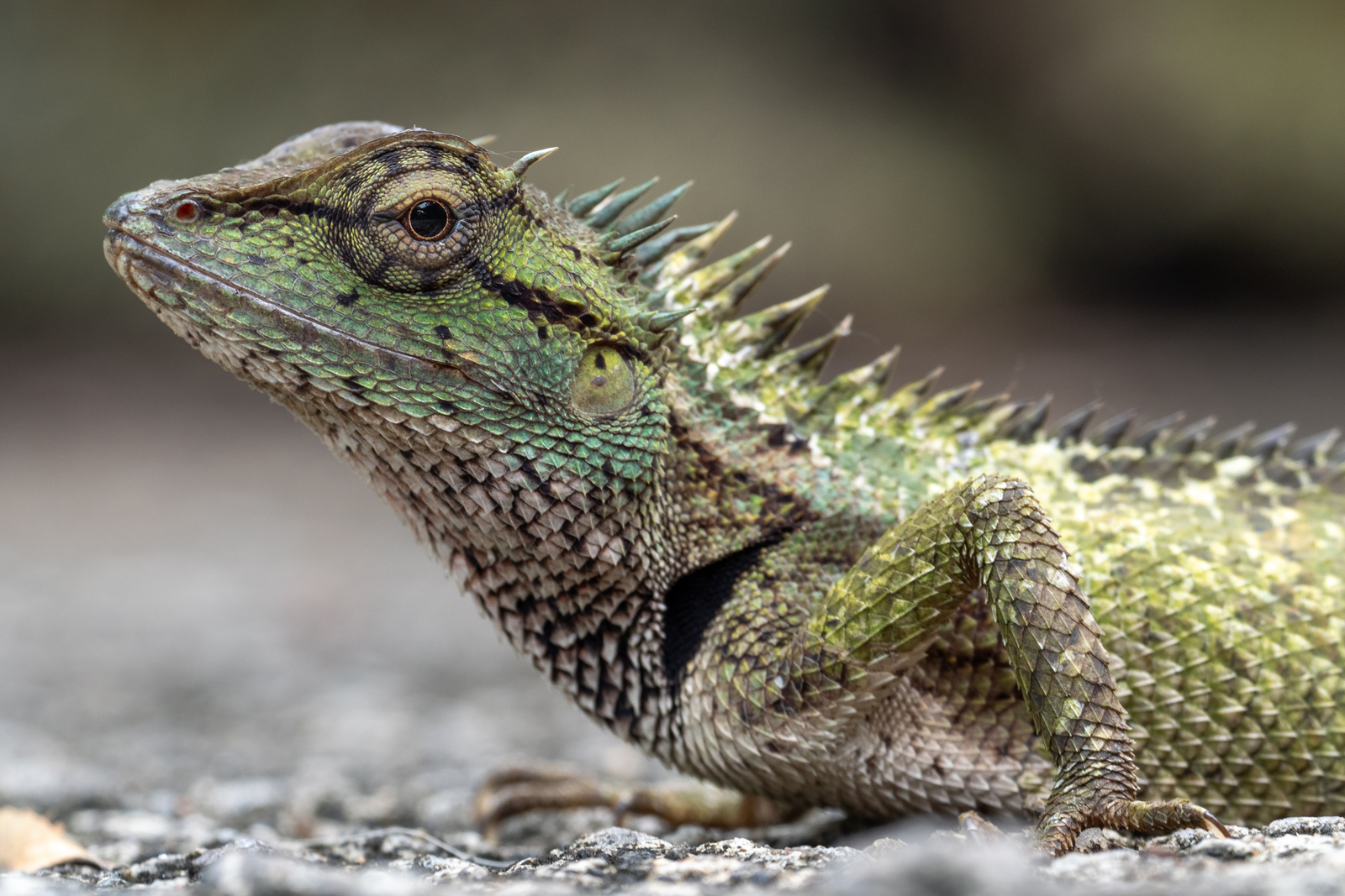 Calotes emma Foto & Bild | world, natur, tiere Bilder auf fotocommunity