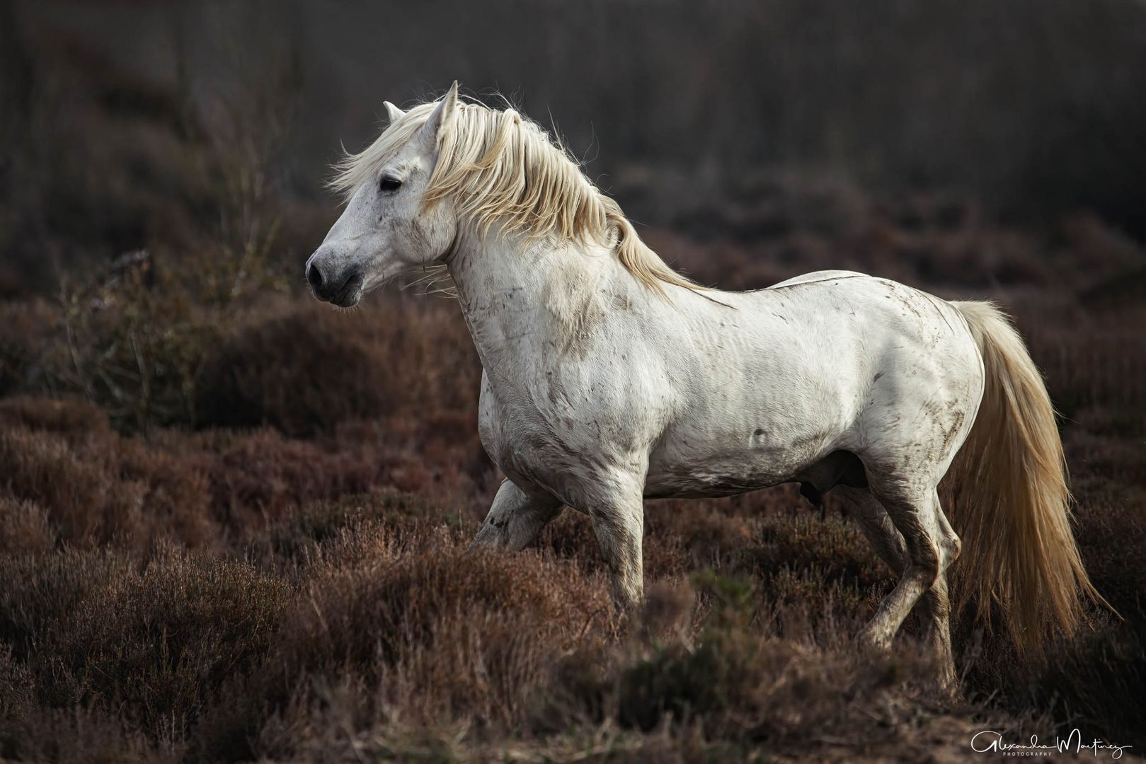 Camargue-Hengst *** Foto & Bild | fotos, france, world Bilder auf ...