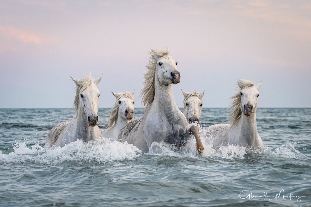 Camargue-Pferde im Meer Foto & Bild | france, meer, natur Bilder auf ...