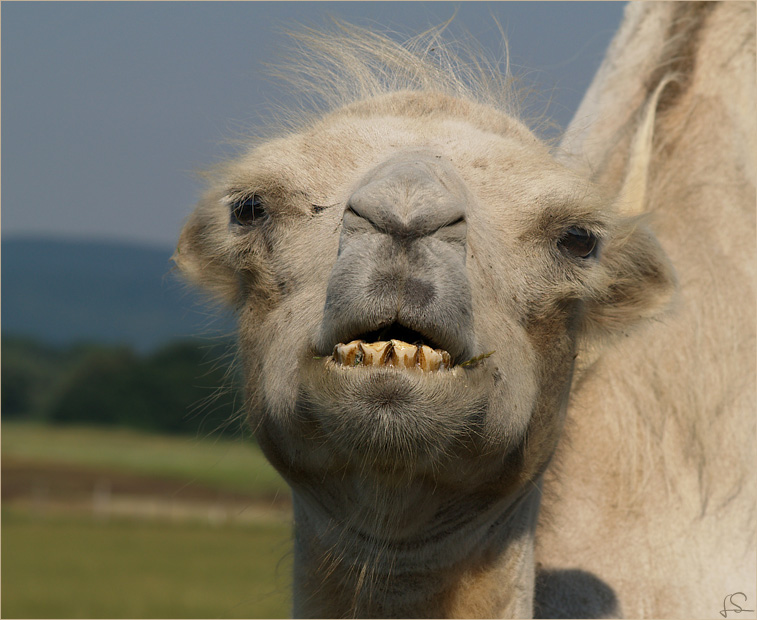 ...camel white... Foto & Bild | tiere, zoo, wildpark & falknerei ...