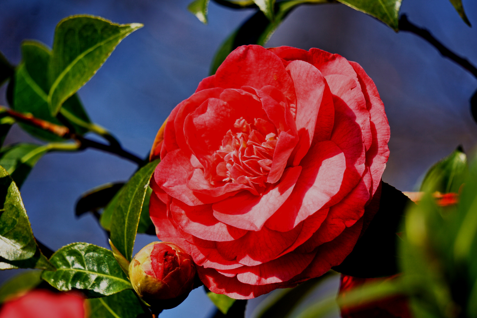 Camelia Foto & Bild | pflanzen, pilze & flechten, blüten ...