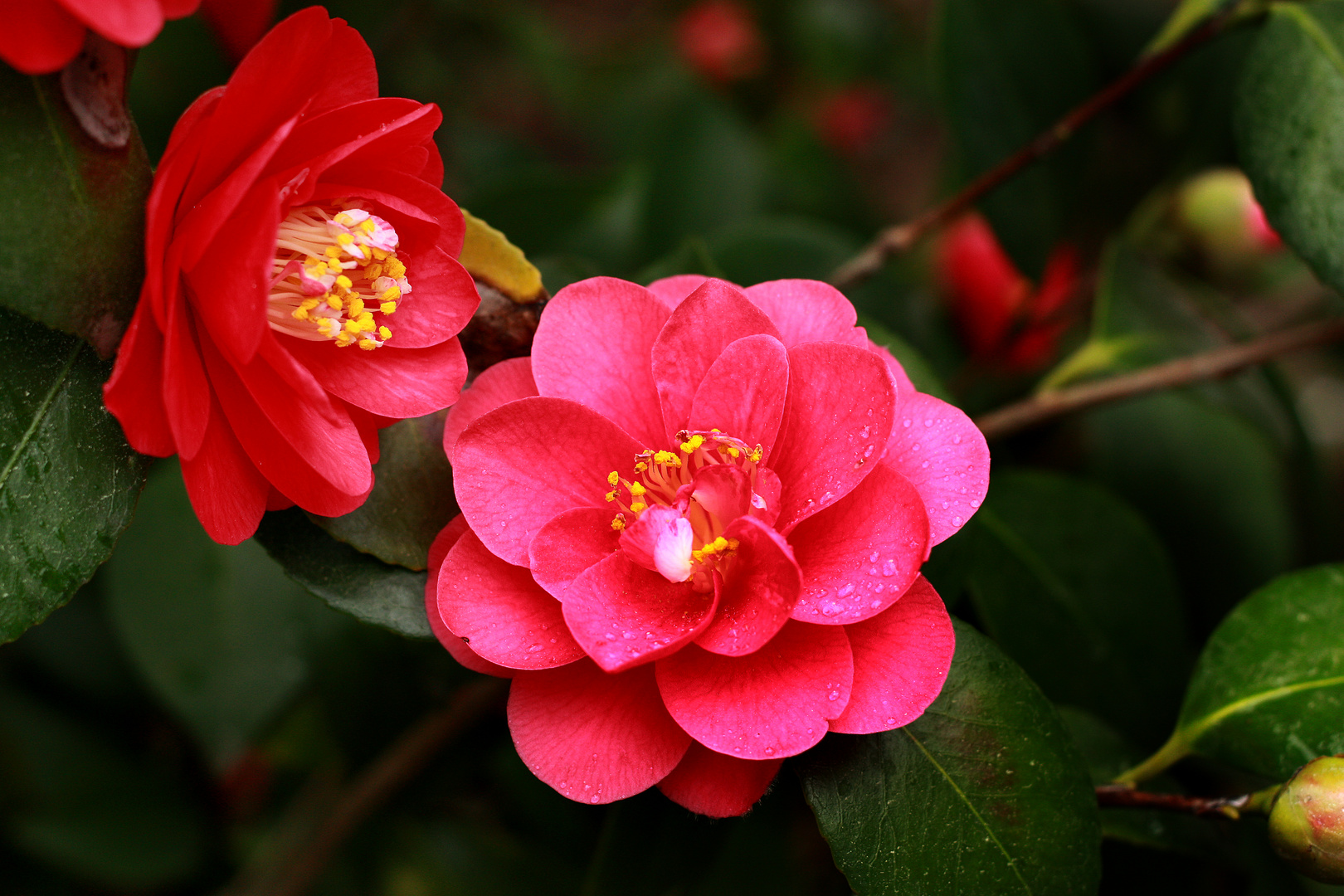 Camelia roja Imagen & Foto | plantas, flores, naturaleza Fotos de ...