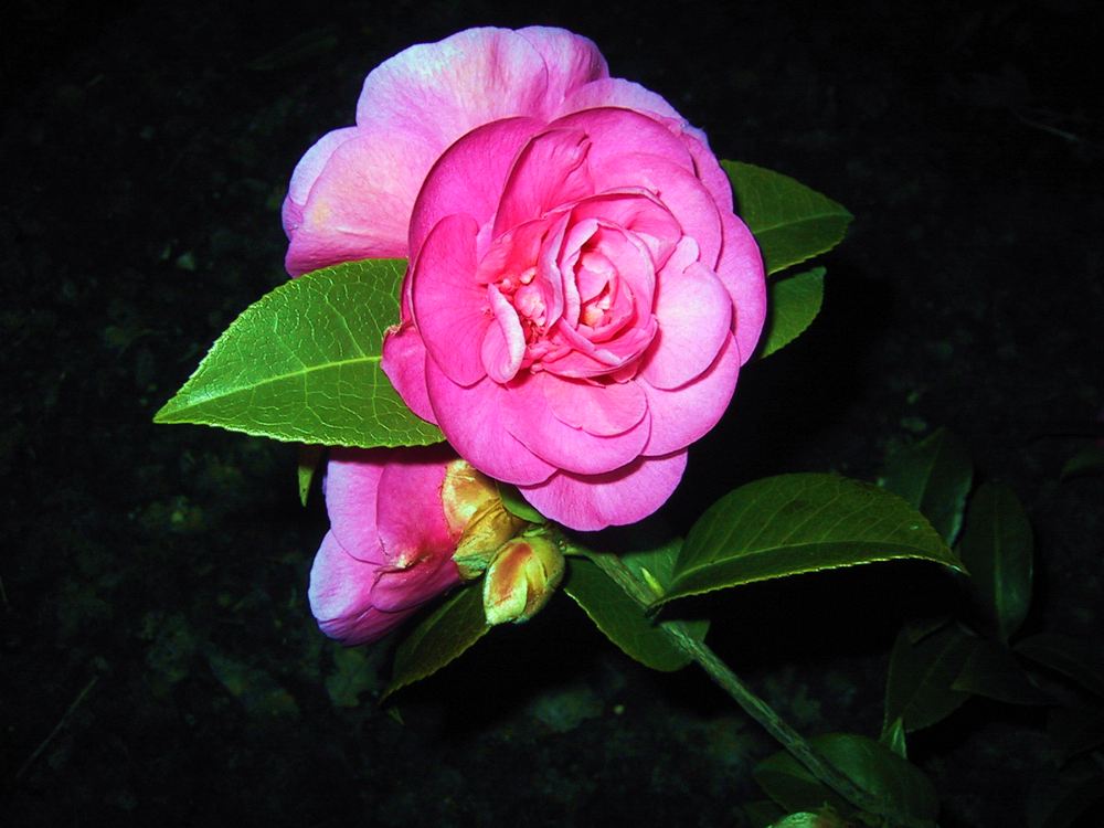 Camelie Foto & Bild | pflanzen, pilze & flechten, blüten ...