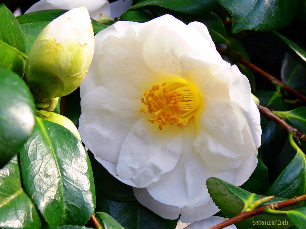 Camelie Foto & Bild | pflanzen, pilze & flechten, blüten ...