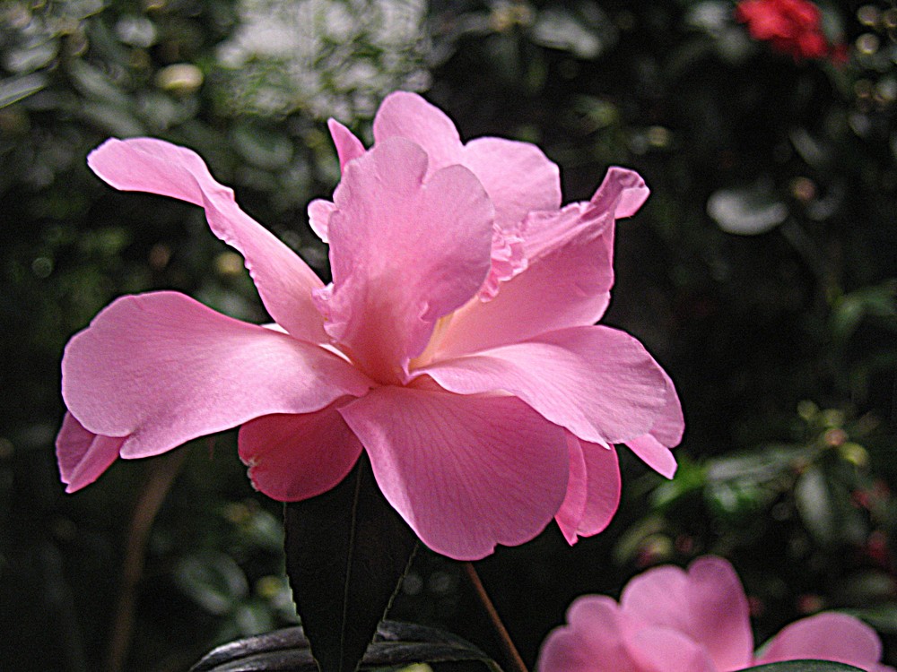 Camelie Foto & Bild | pflanzen, pilze & flechten, blüten ...