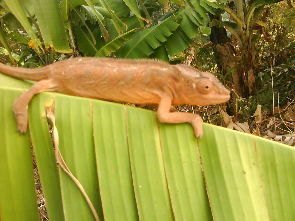 Camelon panther photo et image | animaux, reptiles, amphibiens, nature ...