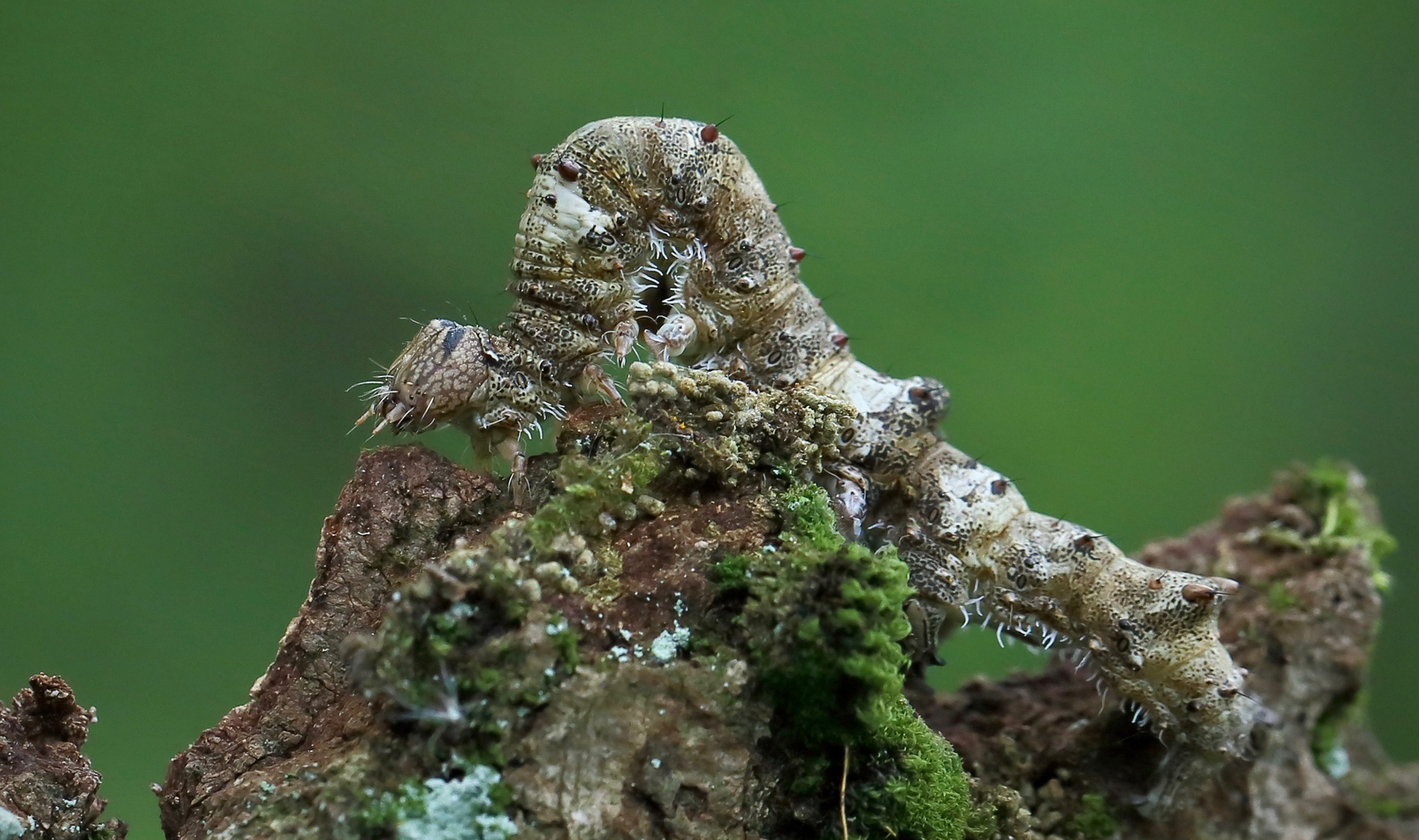 Camouflage-Raupe Foto & Bild | wald, outdoor, makro Bilder auf ...