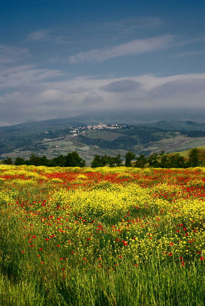 Campagna toscana Foto % Immagini| paesaggi, campagna, natura Foto su ...