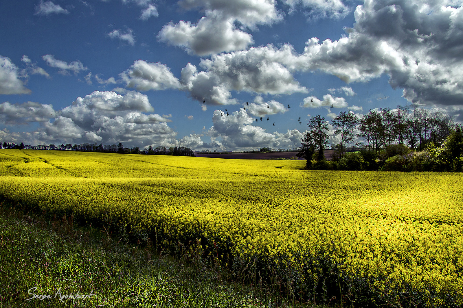 Campagne en fête photo et image | les saisons, printemps, fleurs Images ...