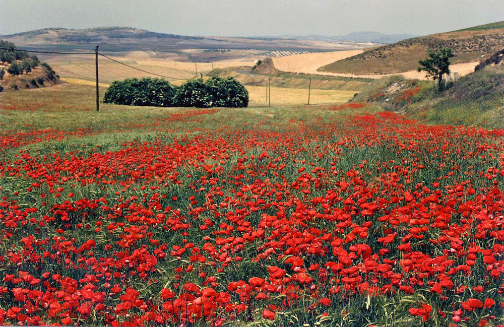 Campo de Amapolas - Poppy Fields Imagen & Foto | paisajes, campo ...