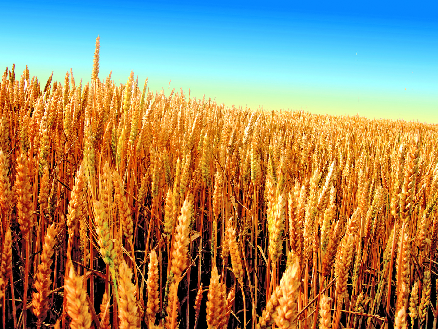 Campo di grano Foto % Immagini| piante, fiori e funghi, natura Foto su ...