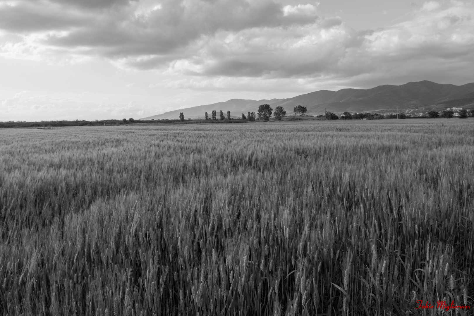 Campo di grano- Toscana Foto % Immagini| paesaggi, campagna, landscape ...