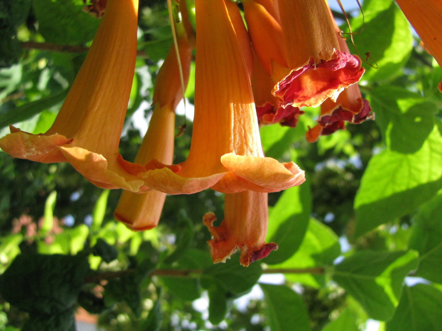 Camsis? Foto & Bild | pflanzen, pilze & flechten, blüten ...