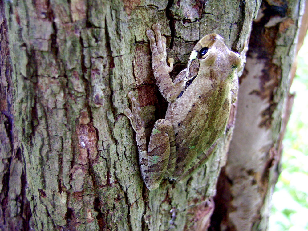 camuflaje Imagen & Foto | animales, animales salvajes, naturaleza Fotos ...